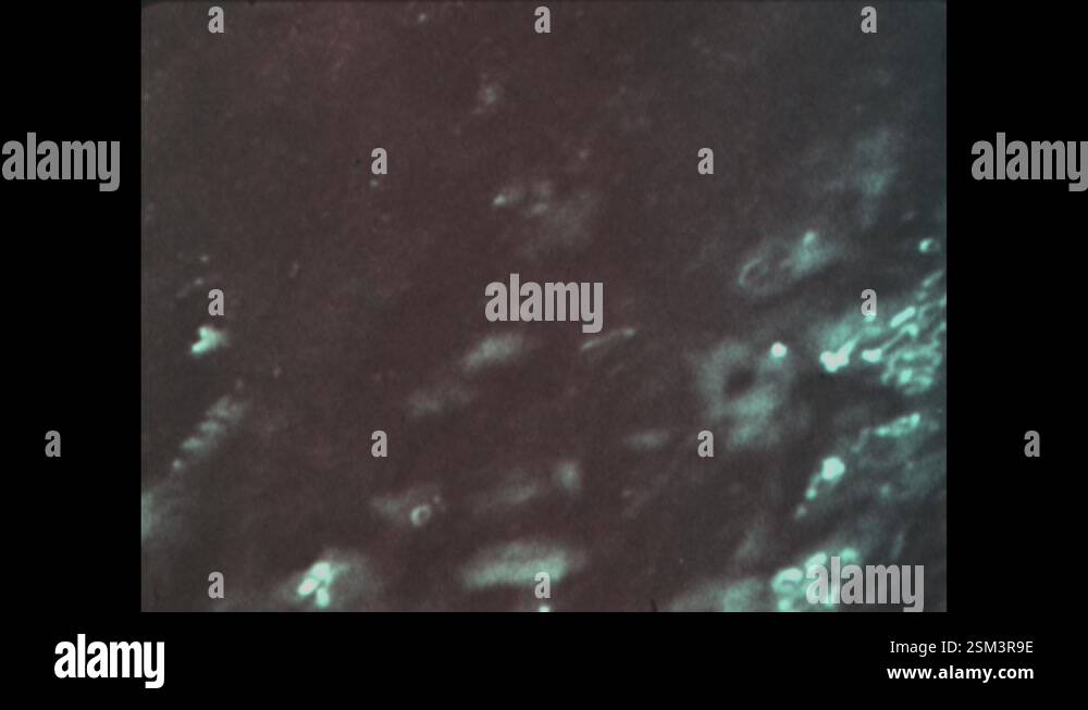 1970s: A tangle of strands overlay a cluster of spirogyra. Algae ...