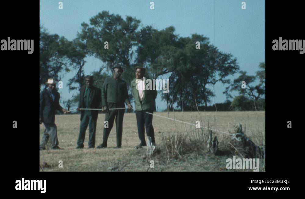 1970s: Four black men with a rope try to pull tree stump from ground in ...
