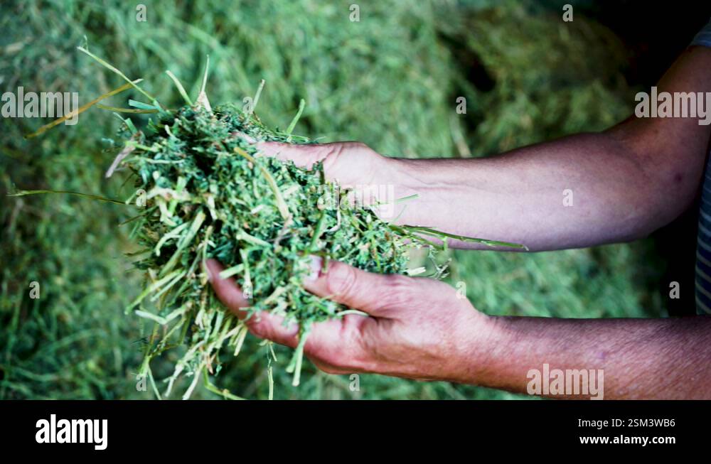 Hands rub green hay, warming the skin and releasing a fresh, earthy ...