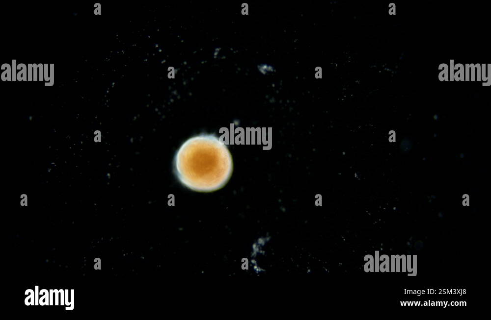 Larva of mollusca Polyplacophora under a microscope, trochophore stage ...