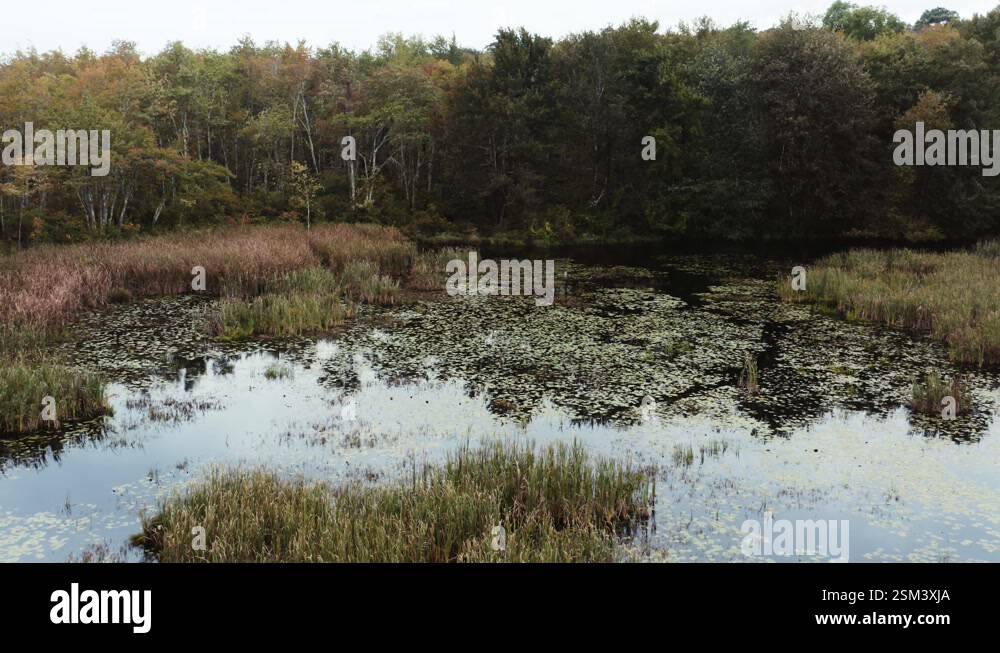 Wetlands and Forest in Fall Aerial 4K Stock Video Footage - Alamy