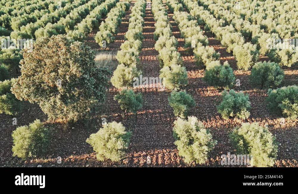 Flying among olive trees. Aerial view of an olive tree field for oil ...