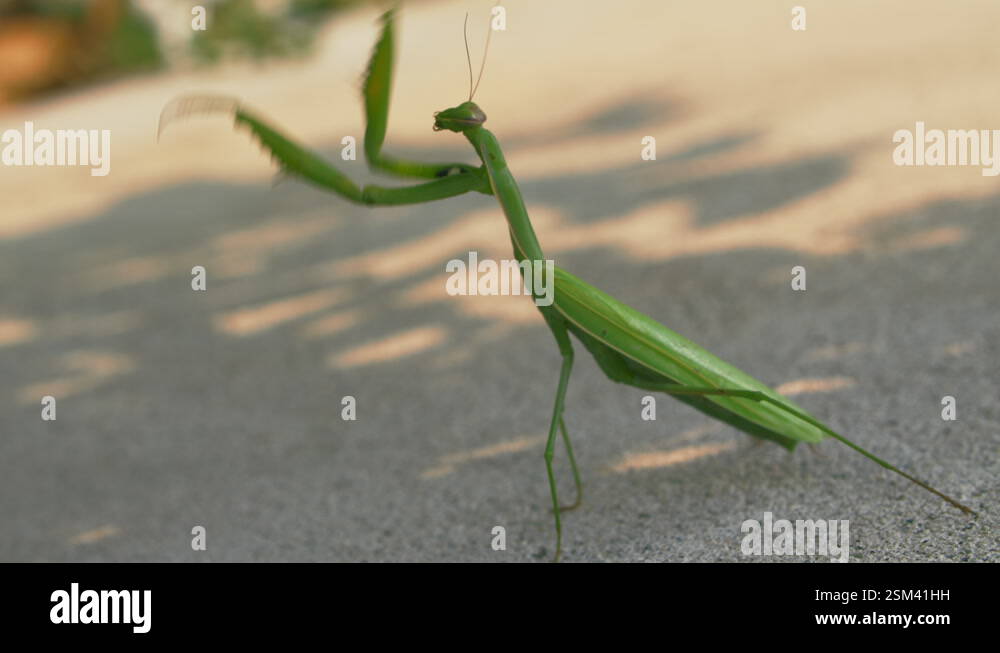 Beautiful Mantis Religiosa in Upright Posture. Deadly Mantis Preying ...
