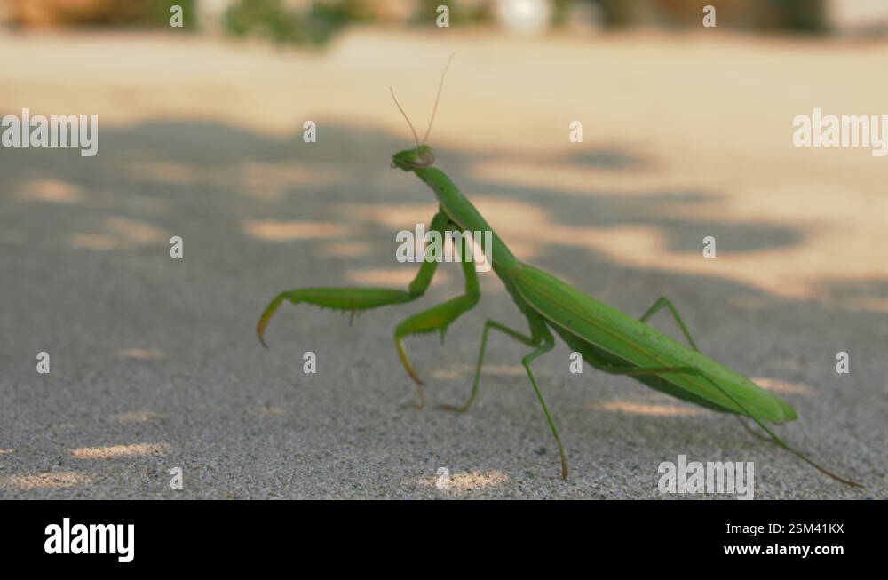 Predatory Mantis Religiosa Standing on Concrete. Deadly Mantis ...
