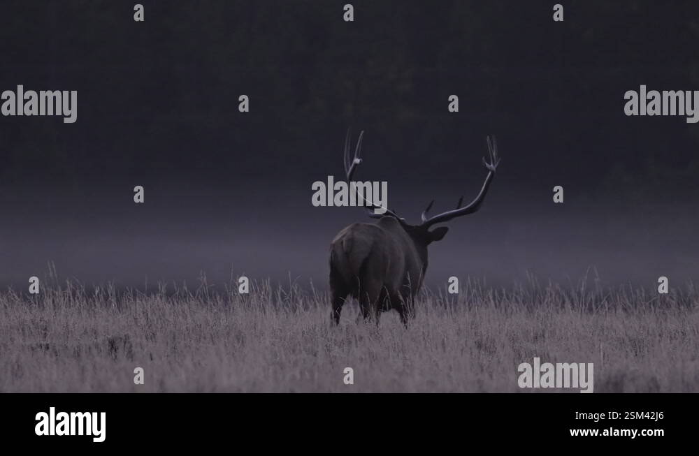 Bull Elk walking through field at dawn on cold autumn morning Stock ...