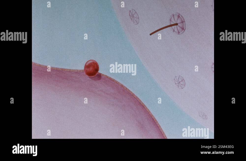1980s: Electronic microscope view of nuclear membrane with irregular ...
