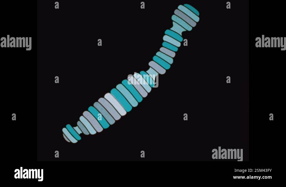 1980s: Diagram of genes on a chromosome strand. Segments highlight ...