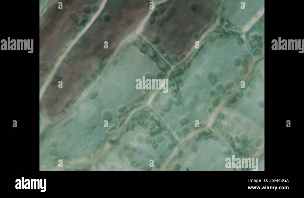 1980s: Chloroplasts move along plant cell walls under magnification ...