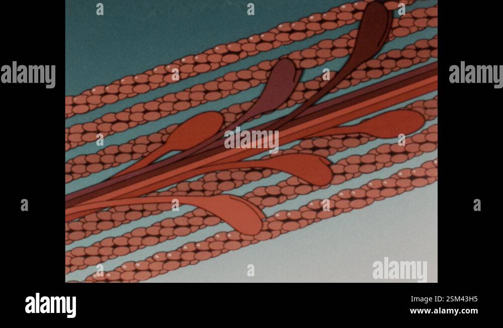 1980s: Animated illustration of muscle cells separate to reveal myosin ...