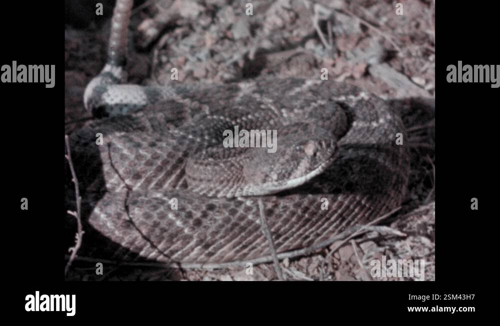 1960s: Coiled gray snake shakes rattle. Coiled copperhead pulses body ...
