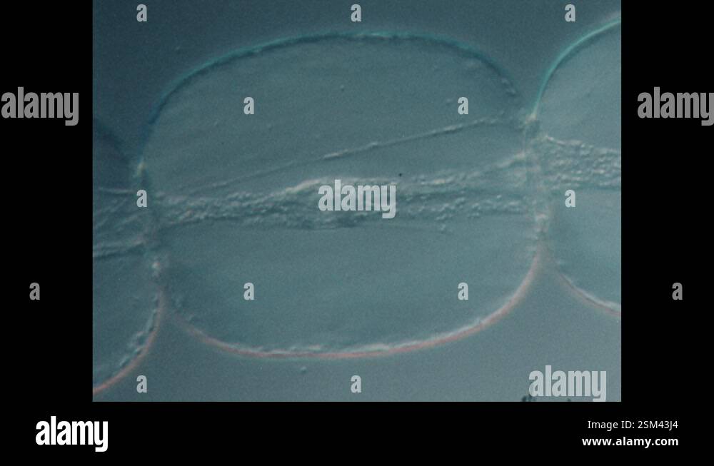 1980s: Magnified cytoplasmic tubes move mitochondria through cell walls ...