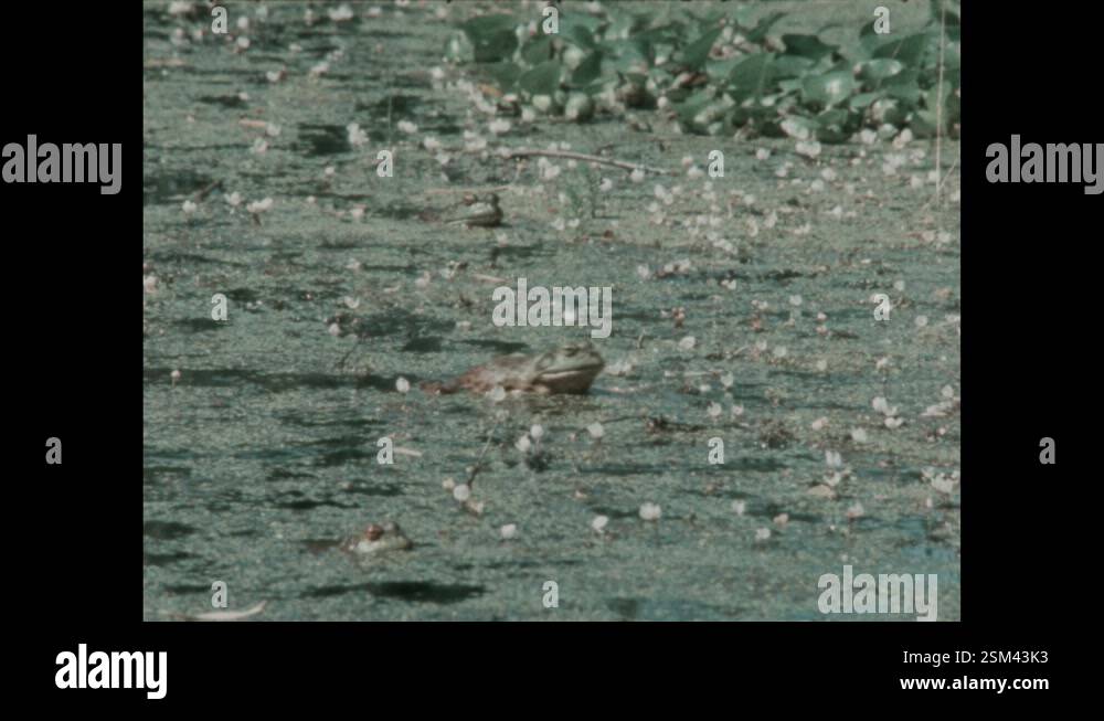 1980s: Frog and algae float on surface of pond. Frog hunts butterfly in ...