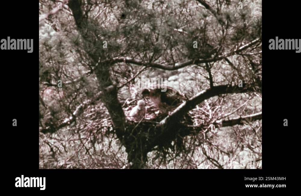 1970s: Red-tailed hawk tends to babies in nest. Goshawk flies through ...