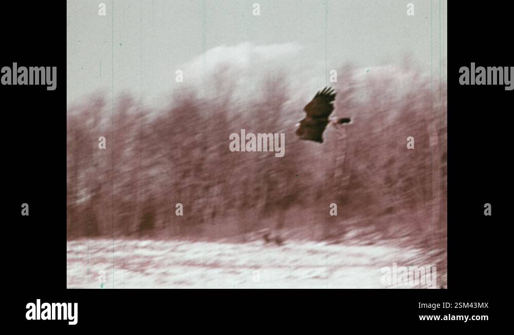 1970s: Harris hawk swoops down and lands on rabbit in farm field. Great ...