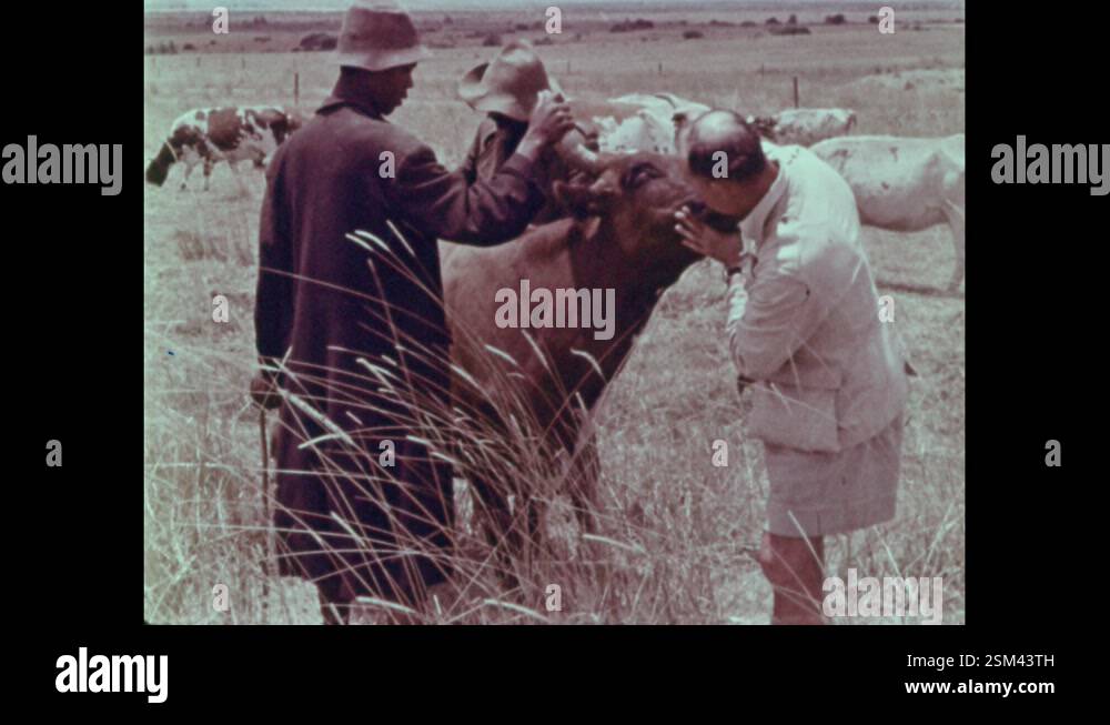 1960s: Field. Men examine cow. Man touches bushes. Man spreads spices ...