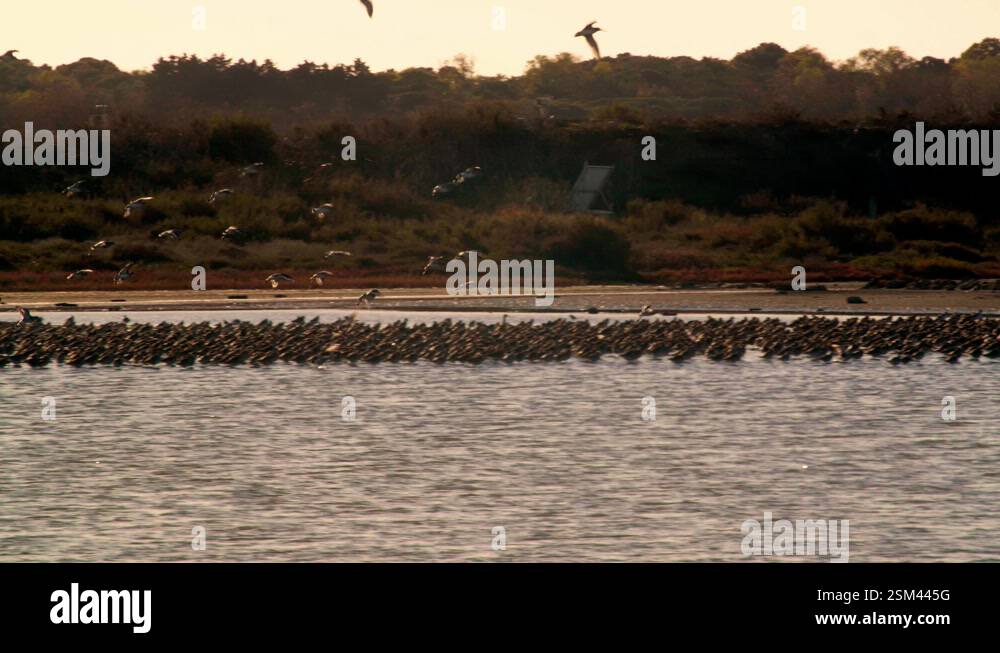 Flights of sea geese at sunset Seagull, Egret, Spoonbill (Platalea ...