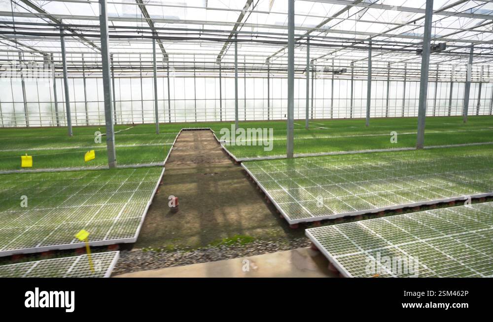 Crops Thriving in Compact Plots: Dutch Greenhouse Technology with Iron ...