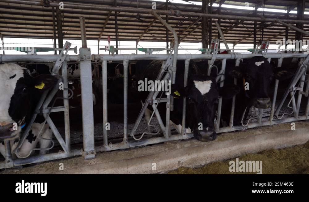 Dutch Breed Cows in Stable: Milk Production and Processing for ...