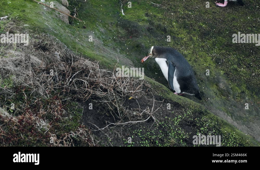 Yellow-eyed Penguin Climbing To The Mossy Cliff At Katiki Point In ...