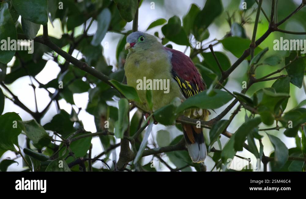 Extending its neck and flapping its tail, a Thick-billed Green Pigeon ...
