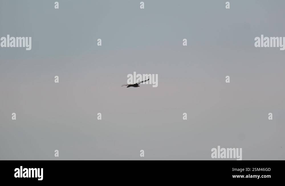 Single Eagle With Spread Wings Soaring High In Gloomy Sky. Slow Motion ...