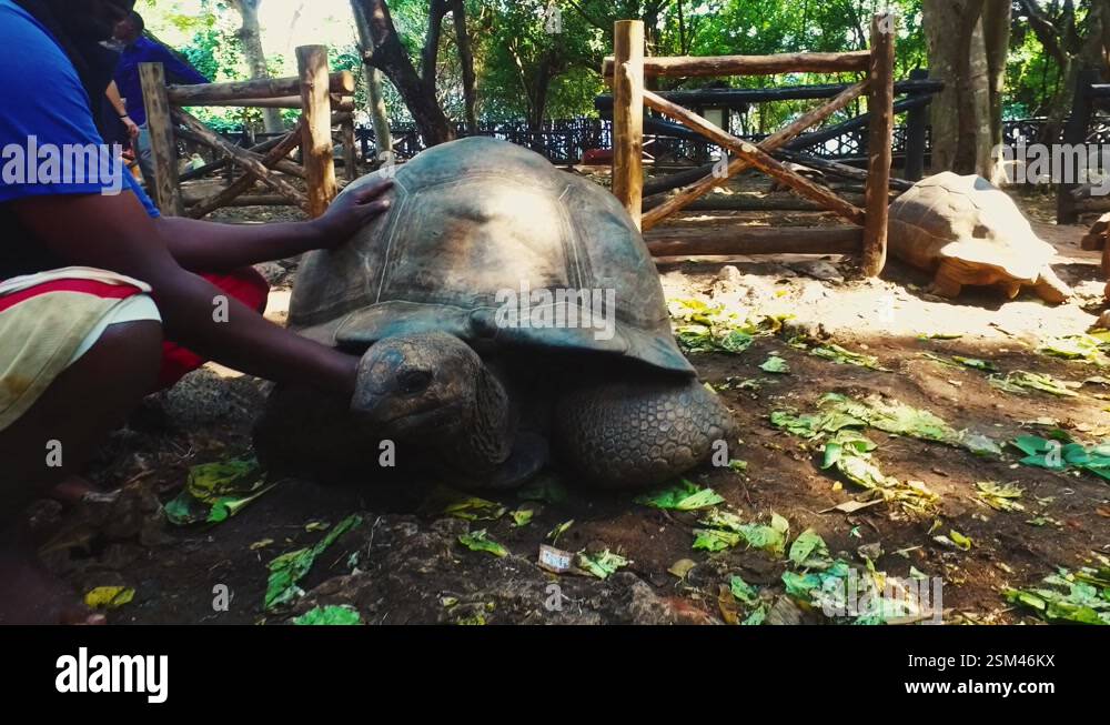 giant turtle reserve in zanzibar Stock Video Footage - Alamy