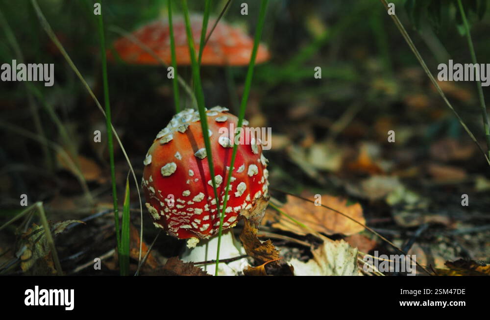 A red fly agaric mushroom with white spots on the cap Stock Video ...
