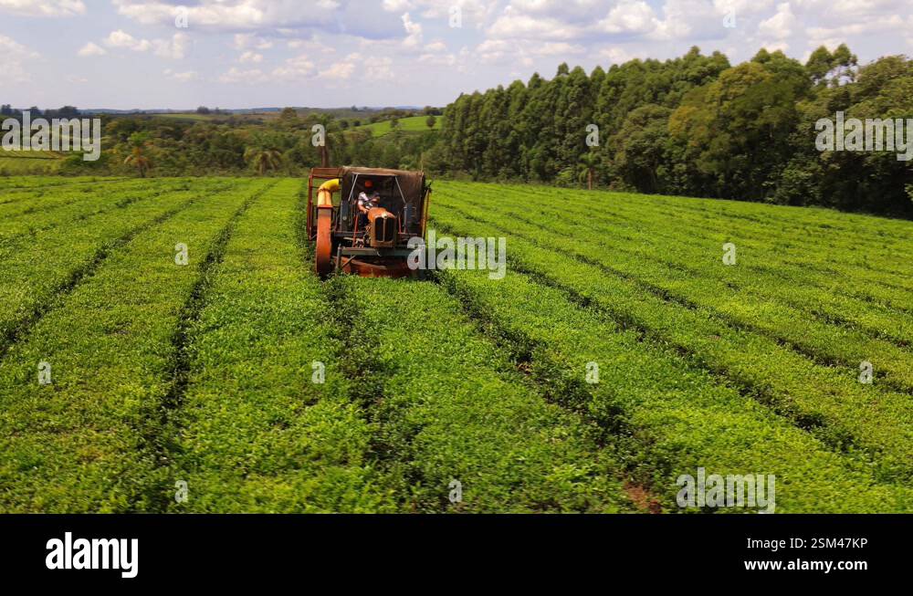 Tractor harvesting green tea in an Argentine plantation, representing ...