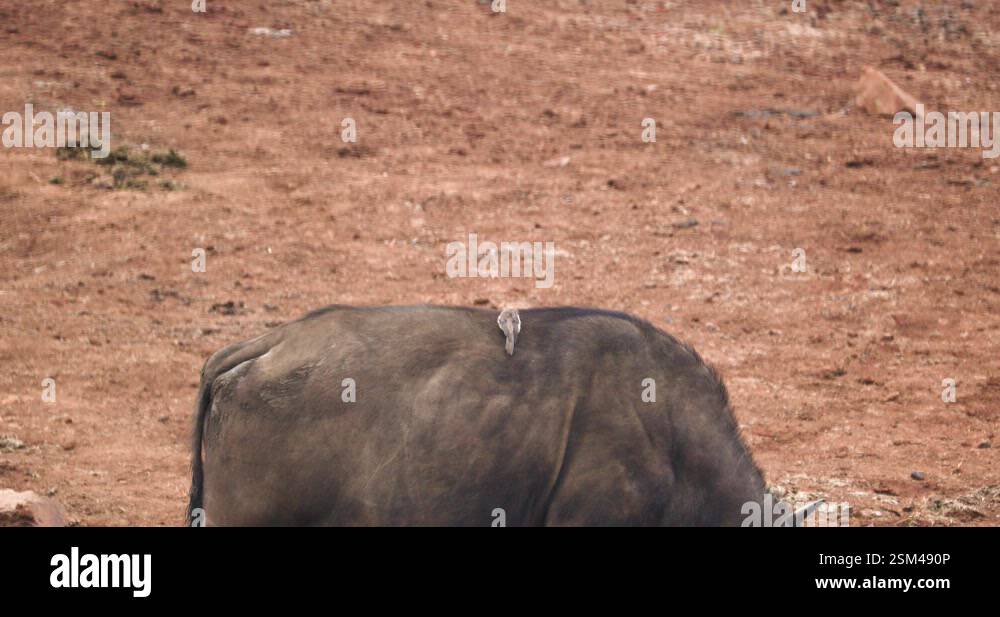 Bird Perched At The Back Of African Buffalo In Aberdare National Park ...