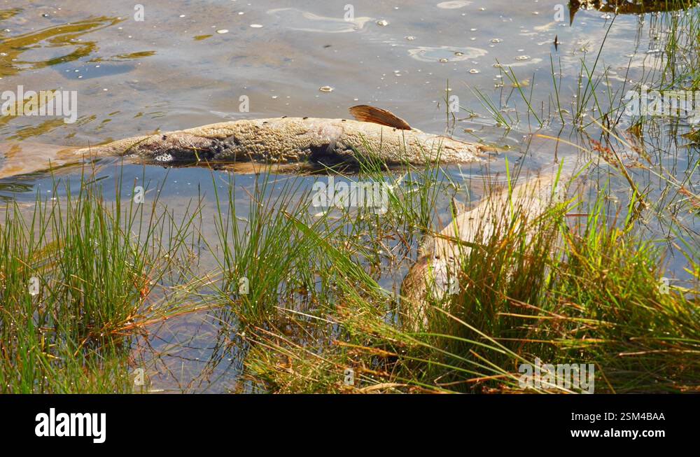 Dead salmon fish after run for spawning and to lay roe or eggs. Chinook ...