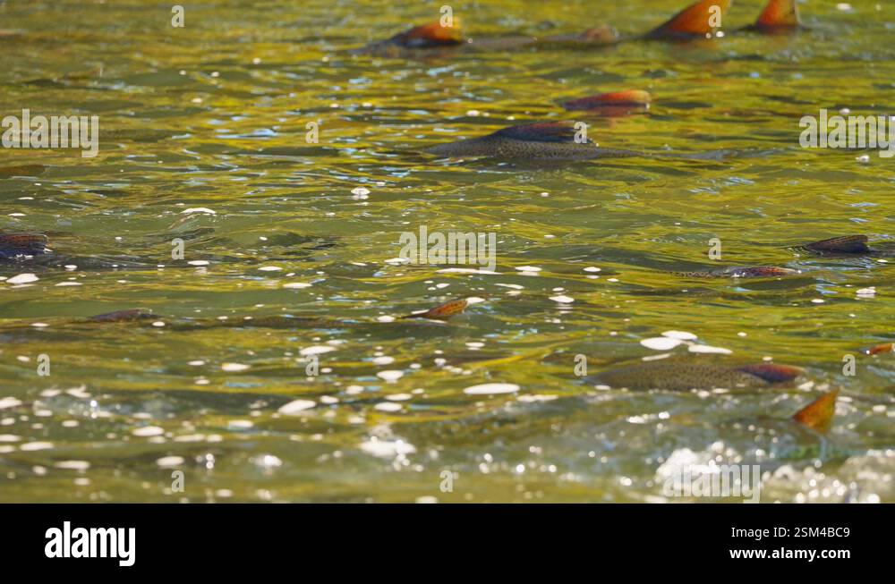 Salmon fish swimming and jumping waterfalls, slow motion. Spawn and ...