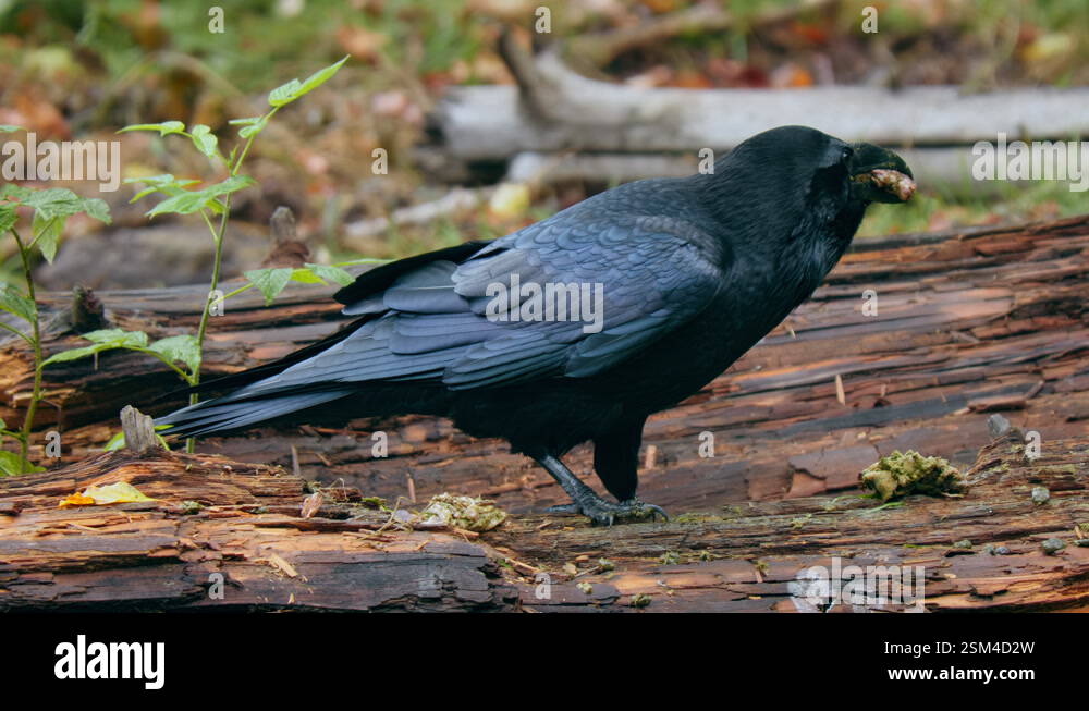 Common raven (Corvus corax) feeding on animal intestines Stock Video ...