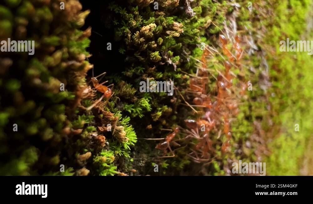 Close-up of fire ants working on the rainforest ground in Indonesia ...