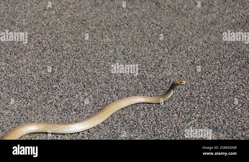 A close up shot of an eastern brown snake sunbaking on a road in ...
