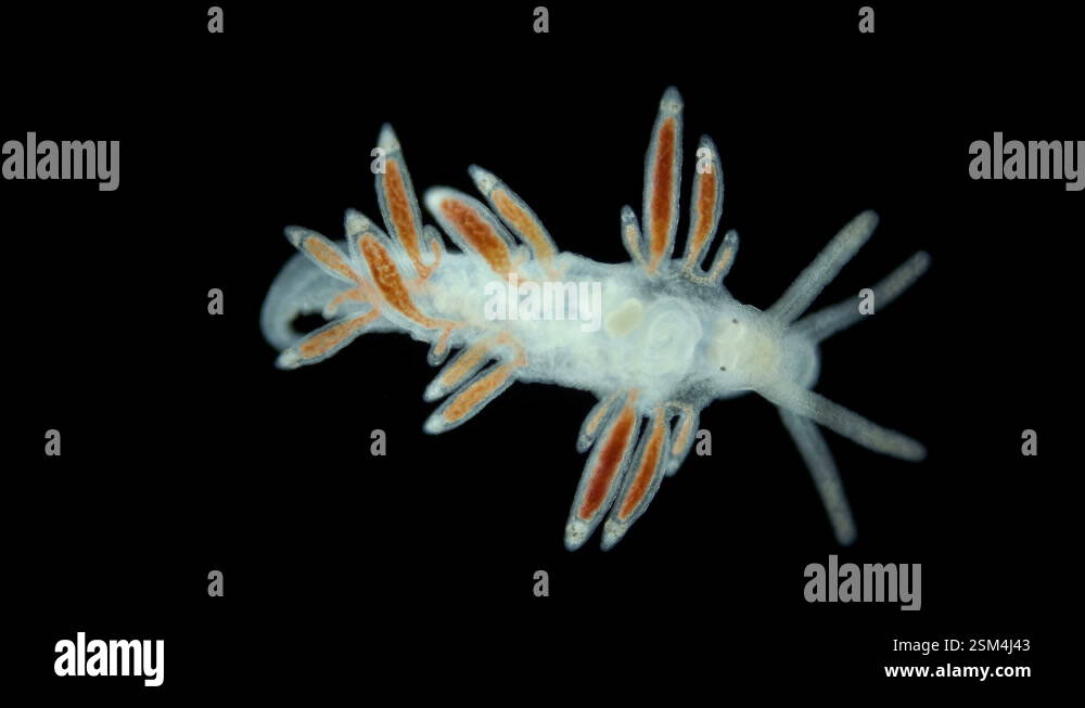 Young sea slug Coryphella verrucosa under a microscope, order ...