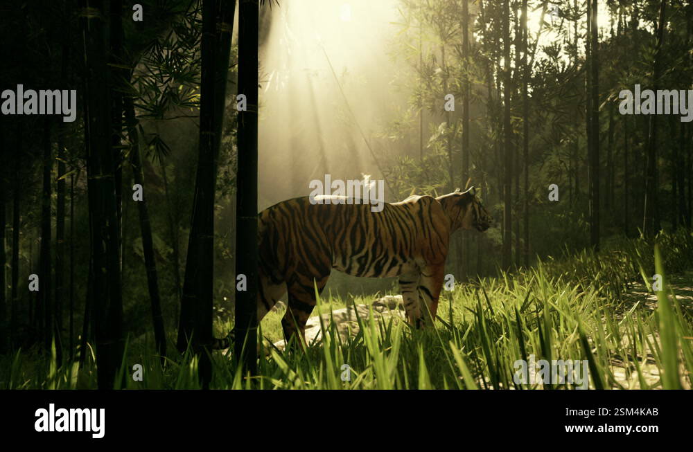 tiger in a thicket of bamboo frozen as it sniffs and listens for its ...