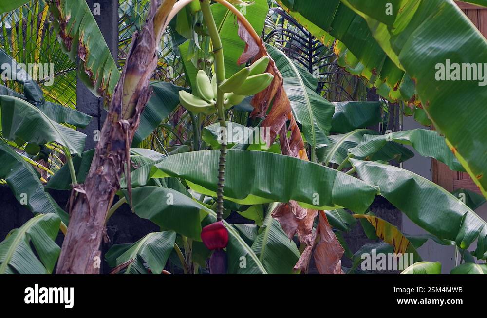 Fat green bananas grow on banana tree in Central American jungle Stock ...