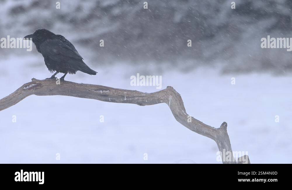 Raven perched on a branch and flying away in a snowstorm on a winter ...
