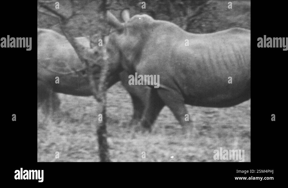 South Africa 1950s: Herd of rhinoceroses move through a clearing ...