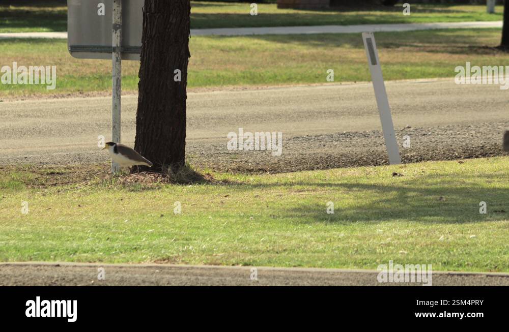 Masked Lapwing Plover And Baby Chick On Grass By Road. Maffra ...