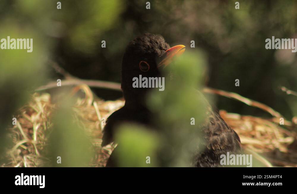 Blackbird Sunning Moving Head Slowly. Maffra, Gippsland, Victoria Stock ...