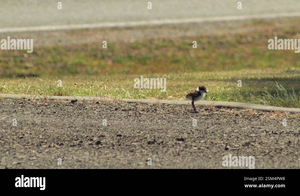 Baby Masked Lapwing Plover Walking On Road. Maffra, Gippsland, Victoria ...