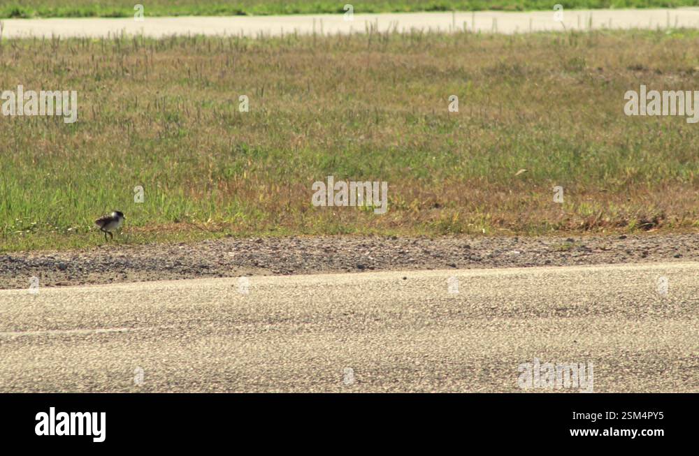 Baby Chick Masked Lapwing Plover Walking Along Road. Maffra, Gippsland ...