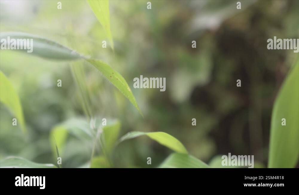 Zoom-out shot capturing the slender leaves of a plant in sharp focus ...