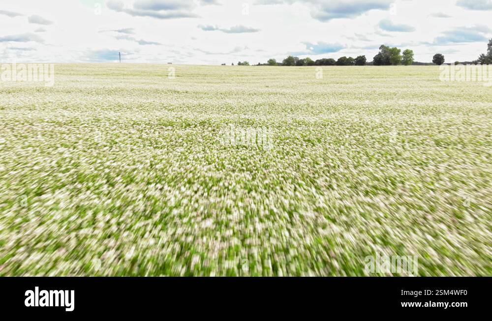 Low-altitude drone footage flying over a buckwheat field in Borowy Młyn ...
