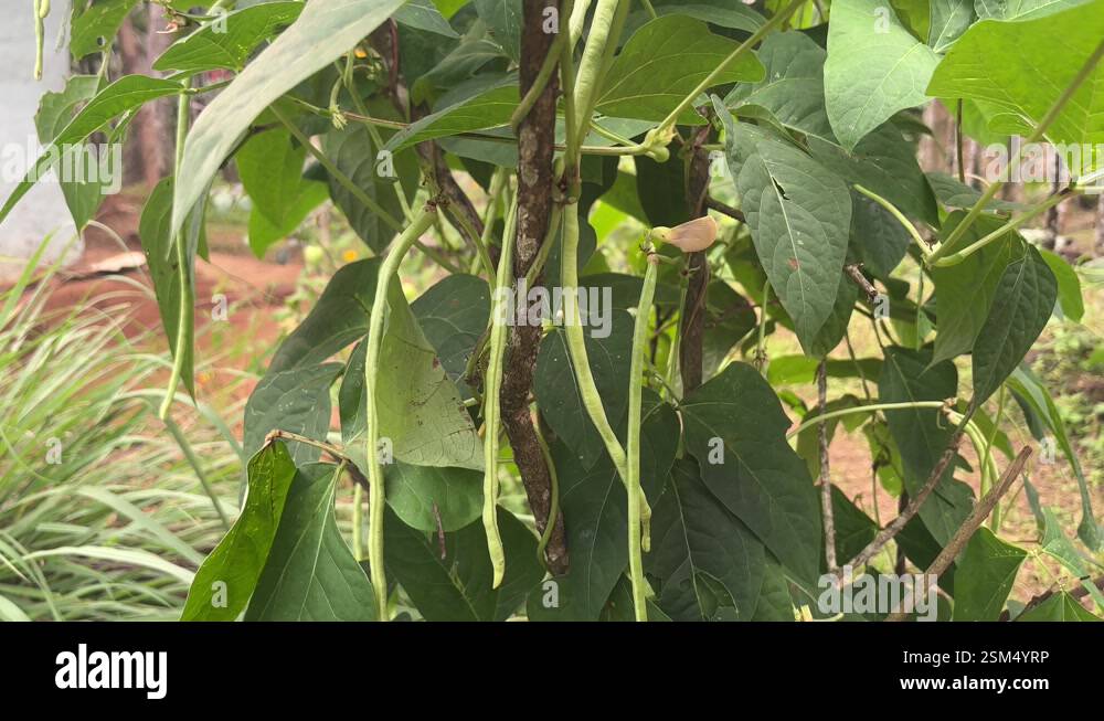 Fresh And Ripe Cow Peas Hanging From A Green Bush In The Sunshine On A ...