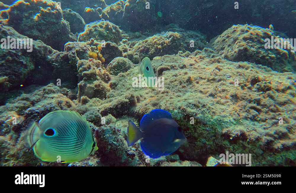 The four-eye butterflyfish is a tropical reef fish common to the ...