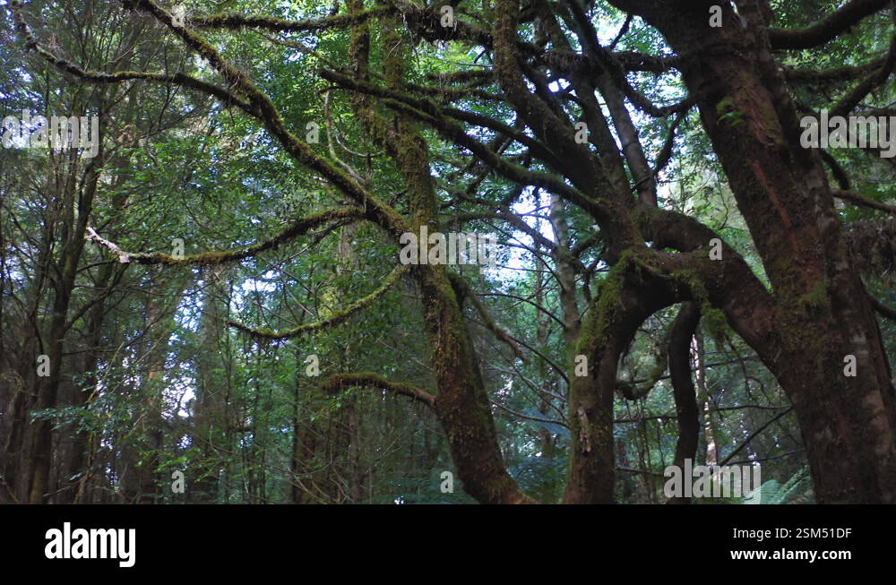 Twisted branches of old tree in Tasmania forest. Beautiful nature of ...