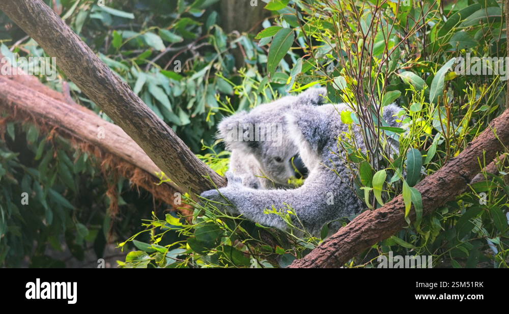 Koala bears in forest of wild Australia. Exotic animals in native ...