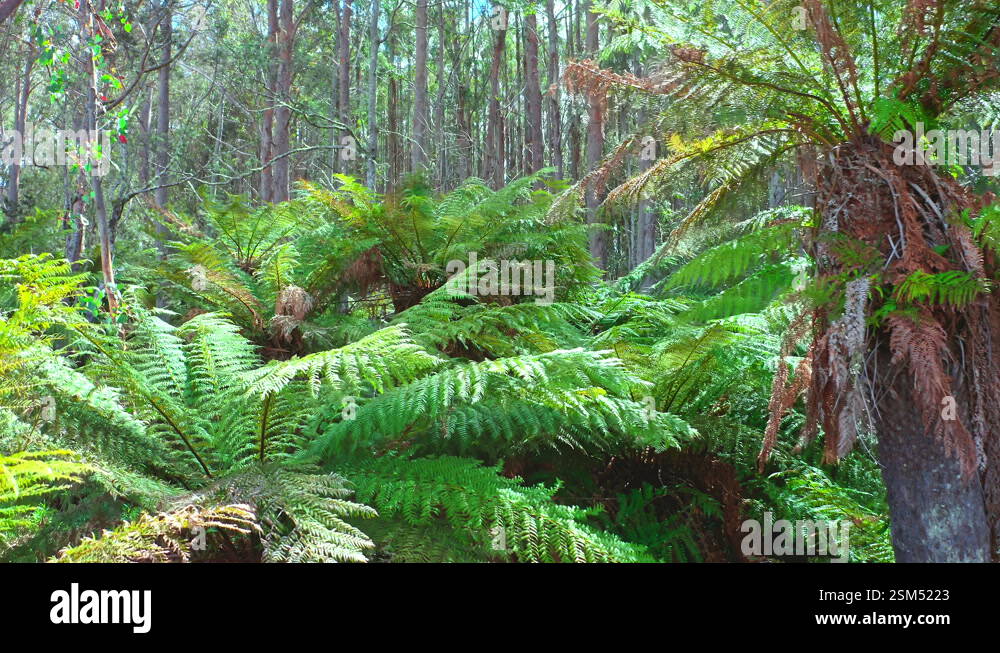 Fern native to australia Stock Videos & Footage - HD and 4K Video Clips ...